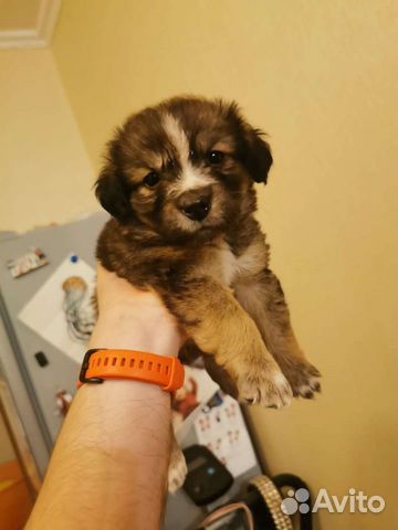 Щеночек в дар 1,5 мес