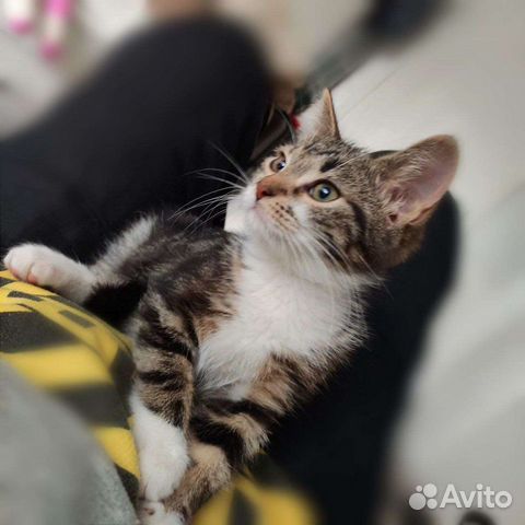 Котенок (мраморный полосатик) Сёма