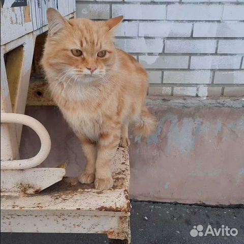 Рыжий котик (7 причин взять взрослого кота)