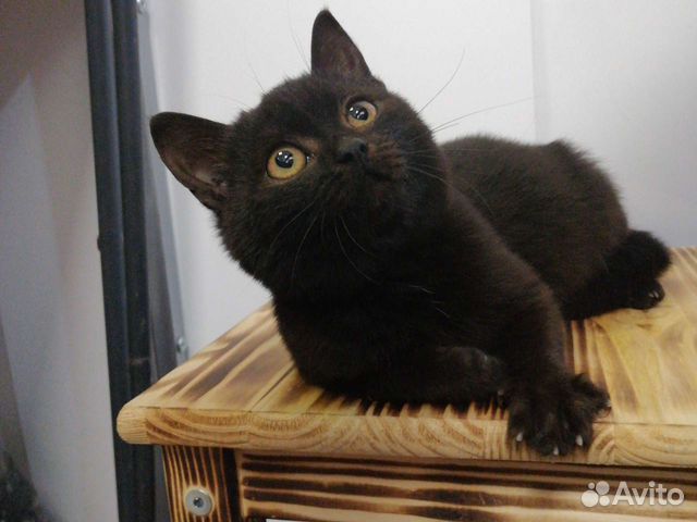 Котенок