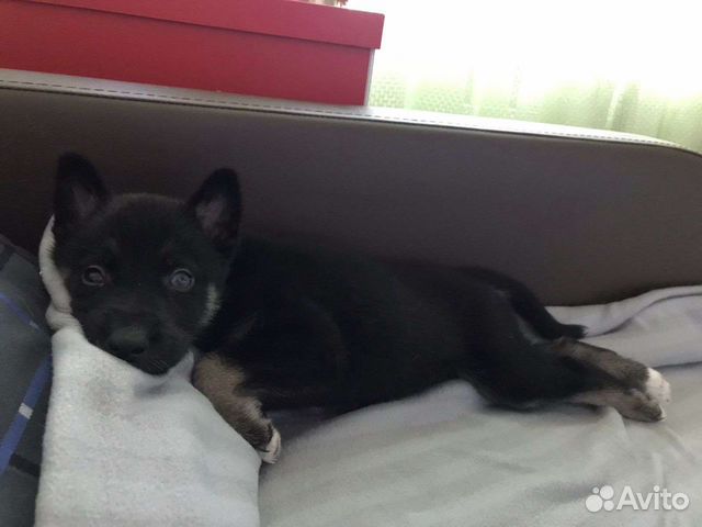 Собака в добрые руки щенок