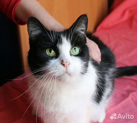 Кошка Буся в дар