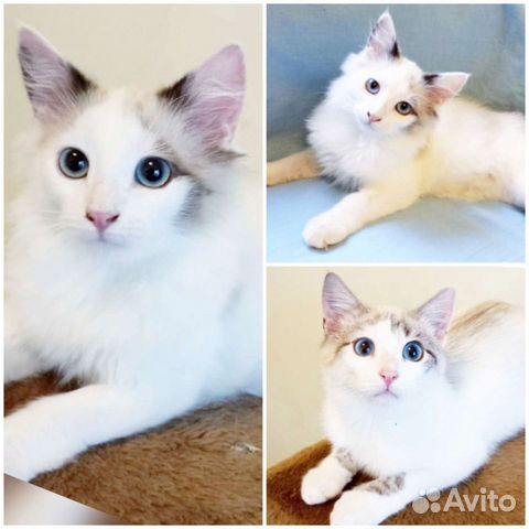 Котёнок, котята, пушистый голубоглазый мальчик