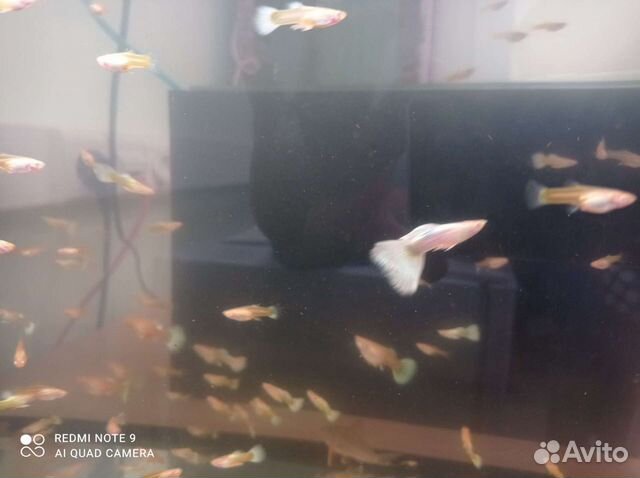 Гуппи альбино платина