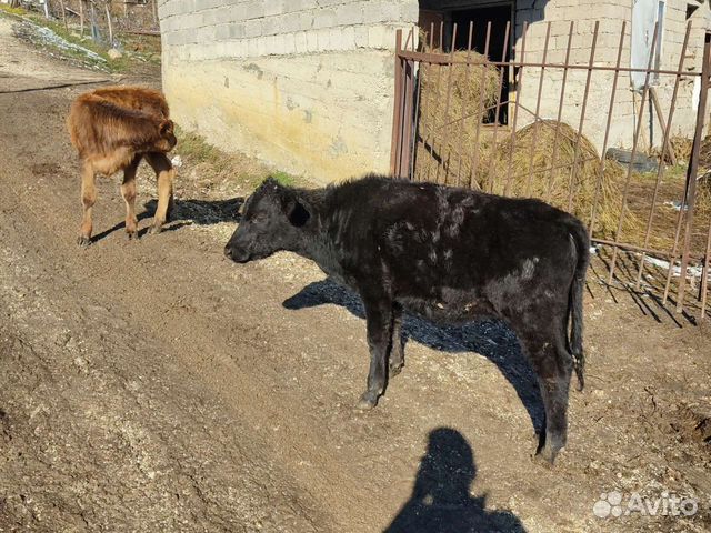 Продажа телят