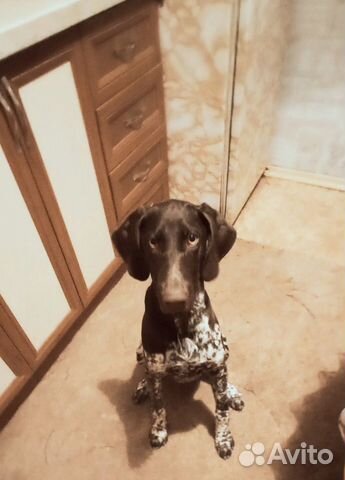 Продам собаку