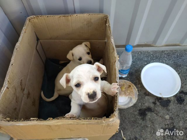 Щенки бесплатно