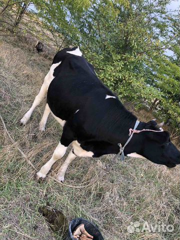 Продам телочек и корову