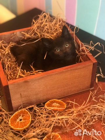 Малыш Ричи ищет дом