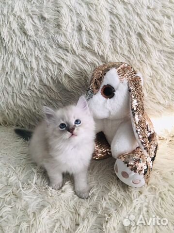 Невская маскарадная. Котенок. Мальчик