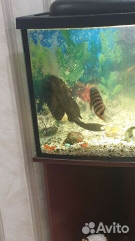 Аквариумные рыбки