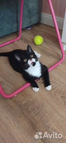 Котенок - девочка, 3 месяца