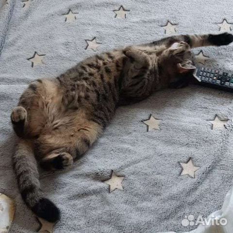 Кошка Цирилла