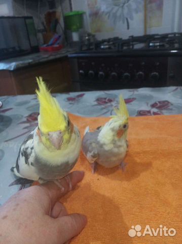 Попугай корелла,птенцам один месяц, ручные,домашни