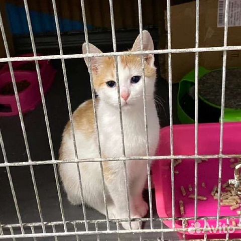 Котёнок рыжий живёт в клетке