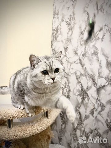 Кошечка 6 мес. Уже привита. Осталась одна из помет