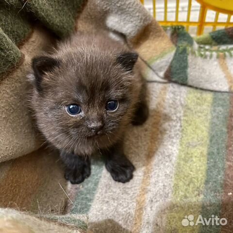 Котята от британской мамы