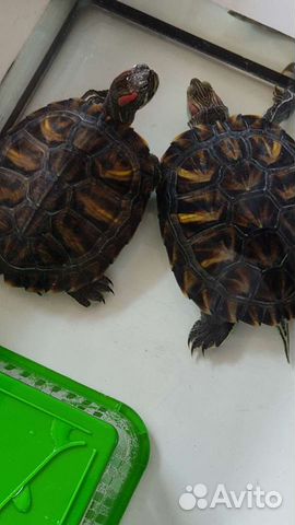 Красноухая черепаха