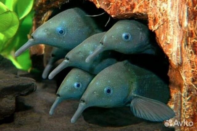 Гнатонемус рыба-слон