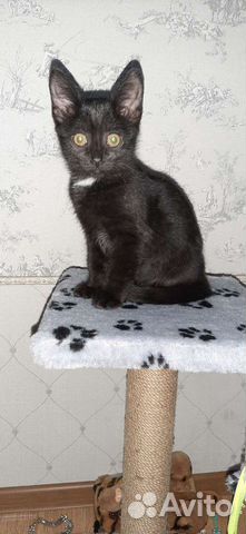 Черный котенок девочка