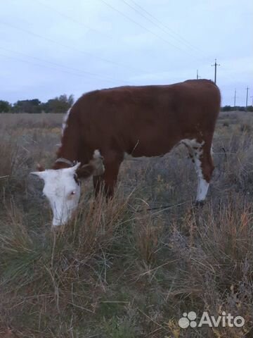 Продам телку