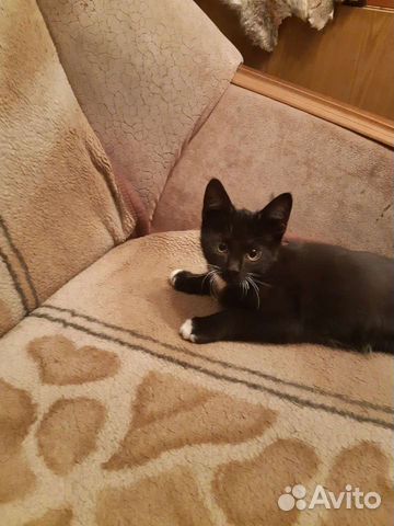 Которебенок в поисках семьи