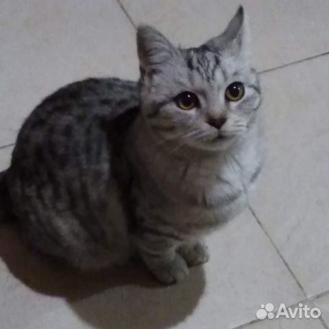 Молодая кошечка найдена в лесу испуганной и замерз