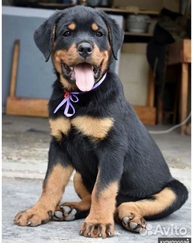Ротвейлер