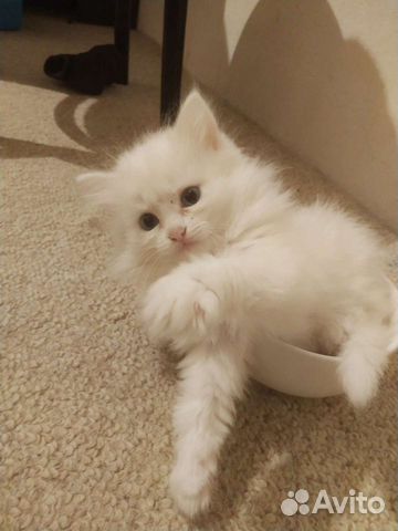 Кошка