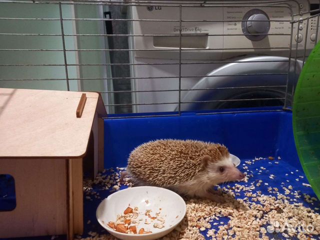 Продам карликового африканского ежика