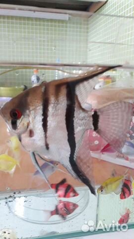 Скалярия крупная