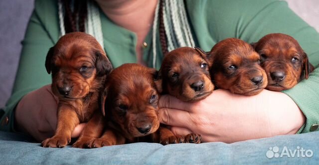 Рыжие щенки стандартного пинчера