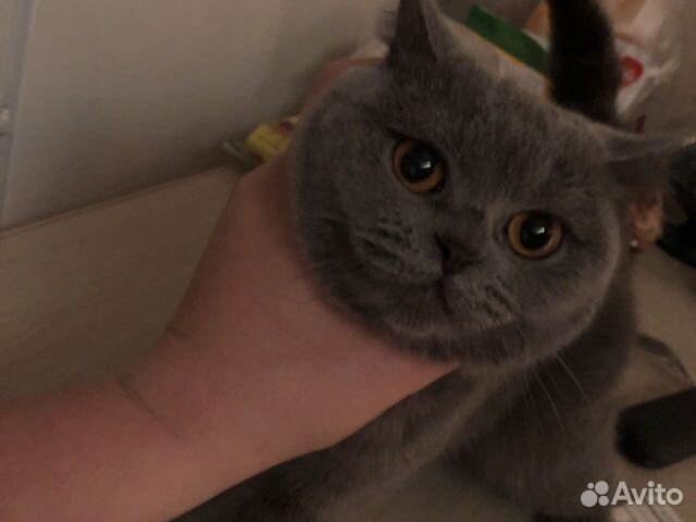 Британская
