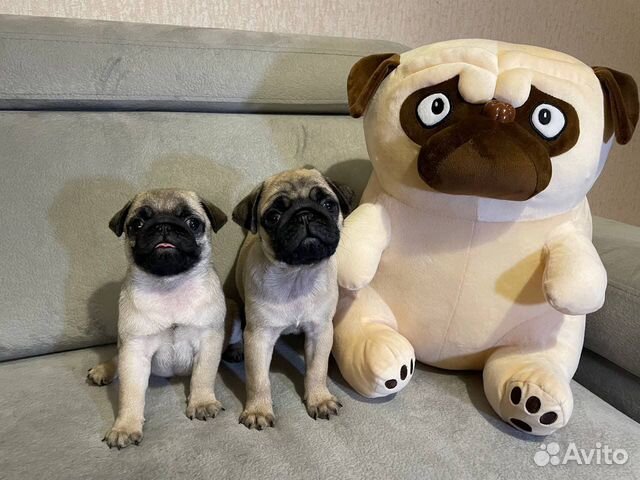 Мопсюшки симпатюшки