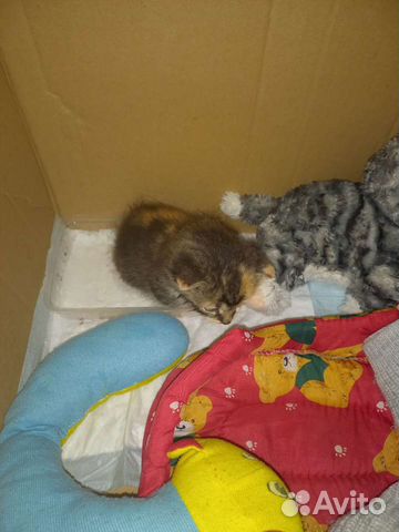 Котенок в дар бесплатно девочка