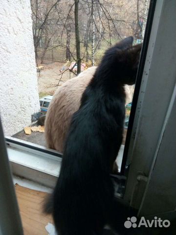 Черненький котёнок девочка