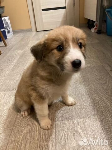 Лисички сестрички