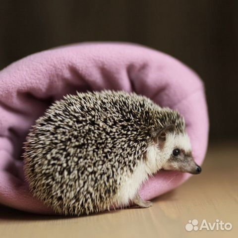 Африканский карликовый еж