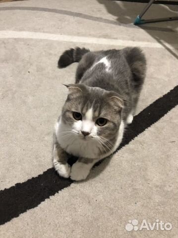 Вислоухий британец котенок