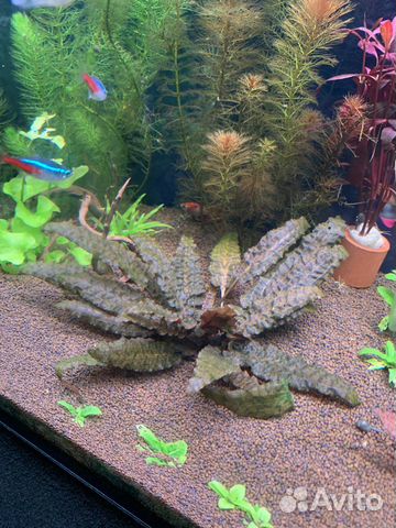 Криптокорина Нури взрослый куст