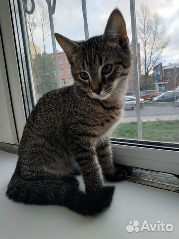 Котята бесплатно