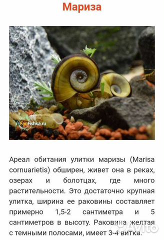 Улитка Мариза для аквариума