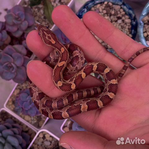 Маисовый полоз