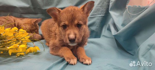 Бантик ищет дом