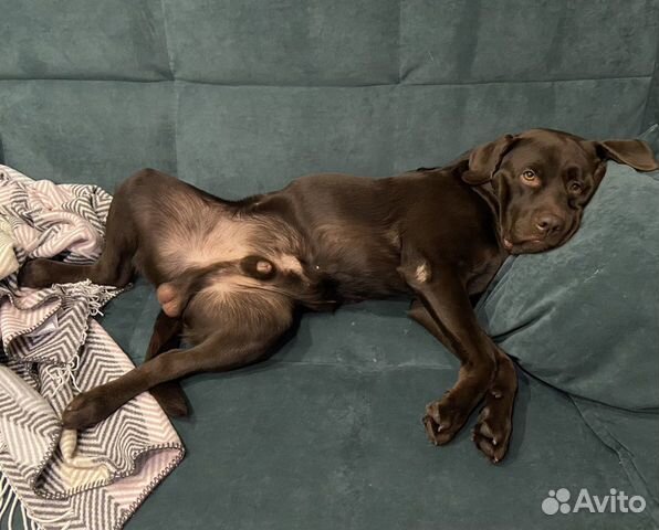 Кобель лабрадора Вязка