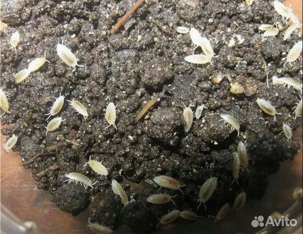Мокрицы белые. Аргентинец