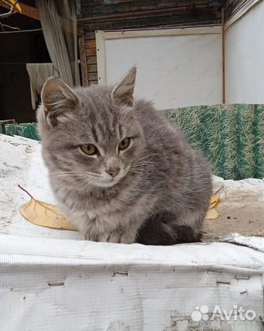 Котёнок замерзает на улице