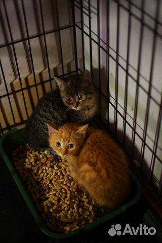 Котята Тоша и Саша
