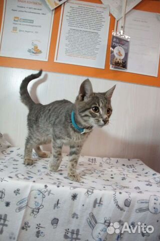 Котик Дизель ищет дом