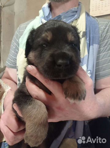 Хотошо Бурятская собака